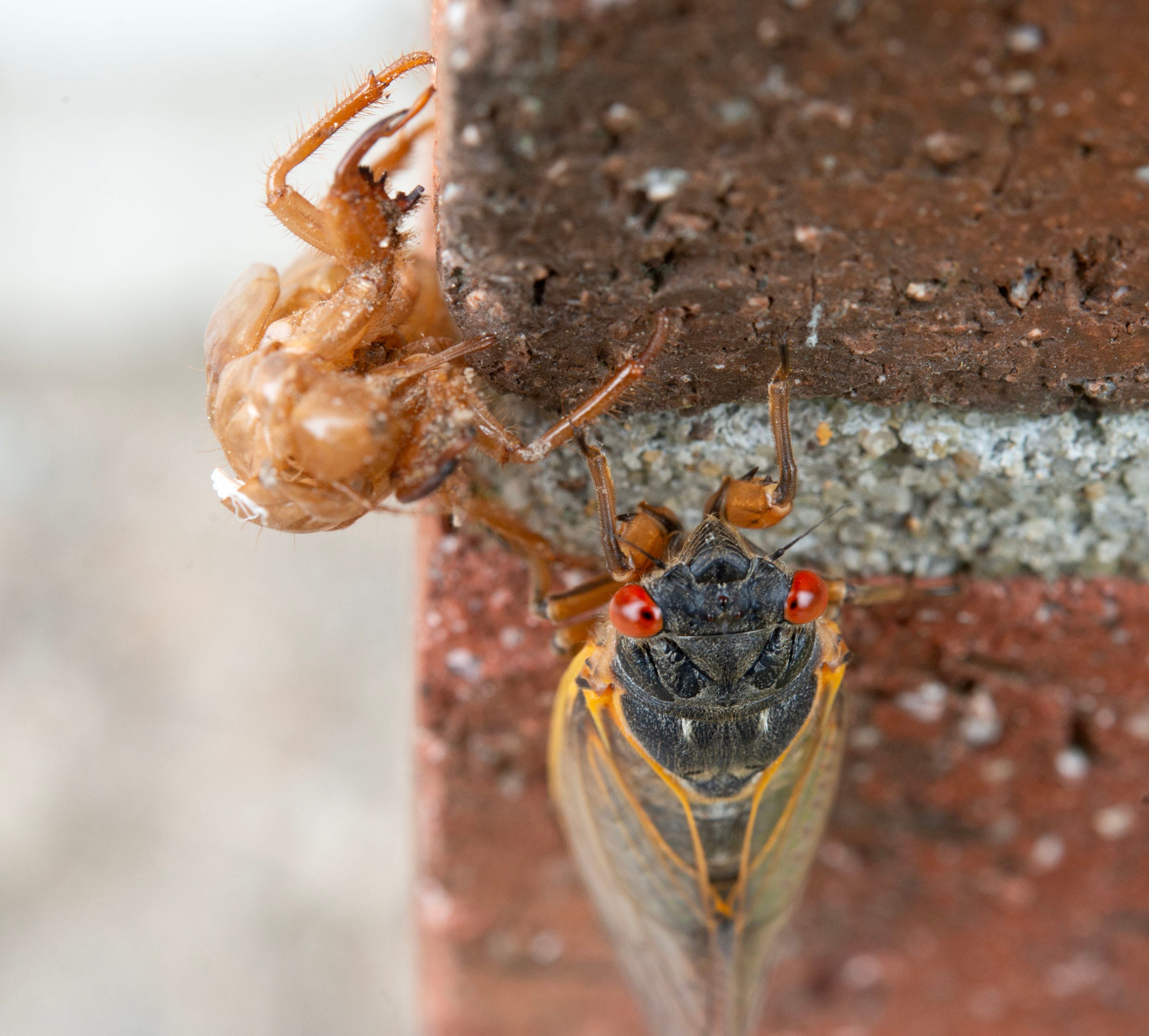 Cincinnati, invading cicadas are making a mess. How best to clean up ...