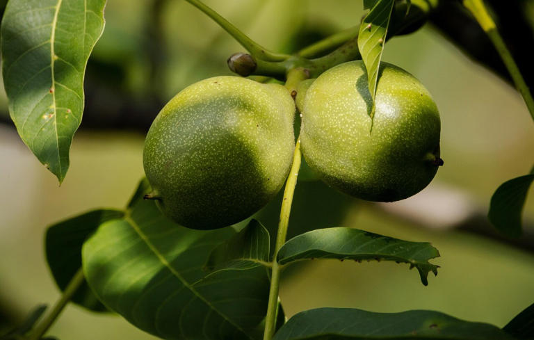 Cómo plantar un nogal: guía completa para cultivar y cuidar tu propio ...
