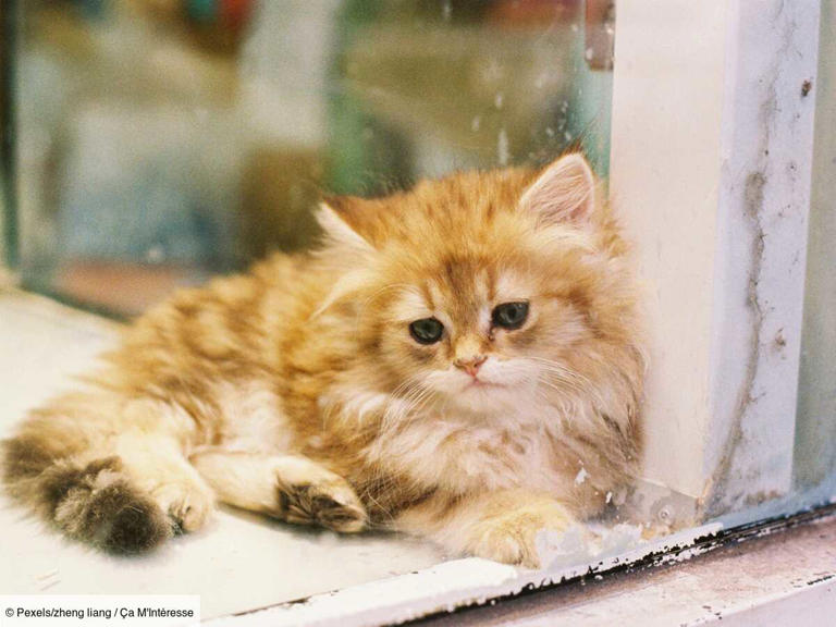 Comment reconnaître un chat triste : les signes à ne pas ignorer