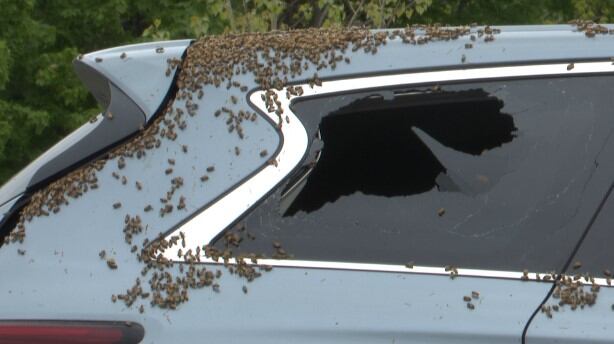 Thousands of bees get loose after Jefferson Co. crash