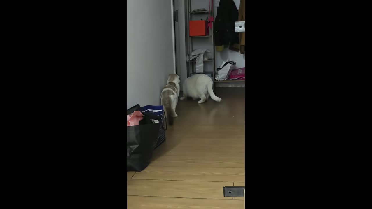 White cat gets spooked by surprise encounter in Zhejiang, China