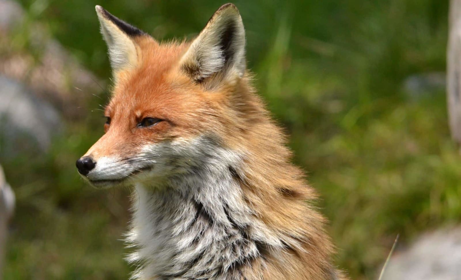 Researchers Are Shocked by This Never-Before-Seen Fox in New England