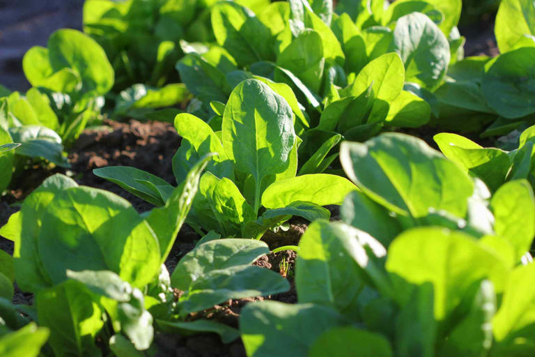 When and How to Harvest Spinach at the Right Time for the Best Flavor Ever