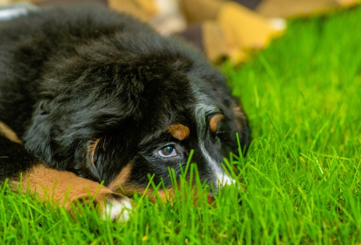 Berner Hilariously Tries to Hide a FedEx Package and Gets Caught Red Handed