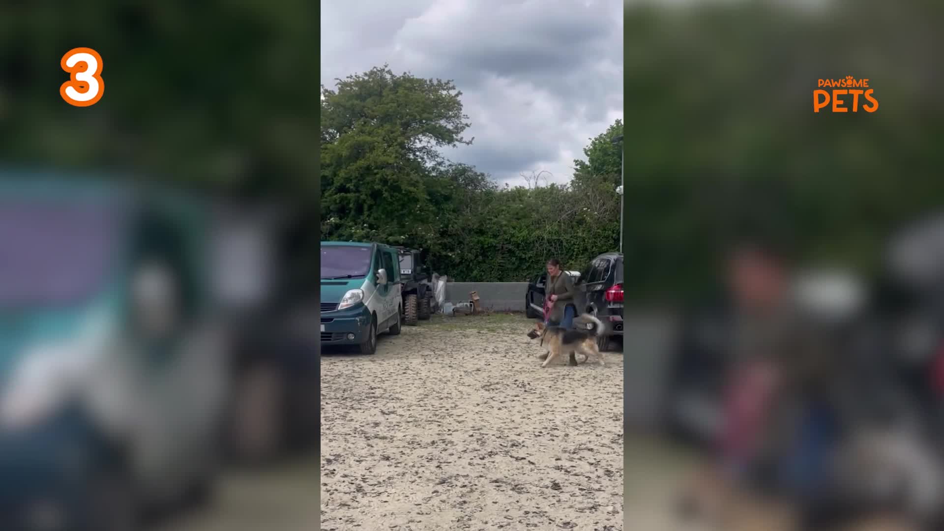 5 Heroic Animal Rescues Caught on Camera