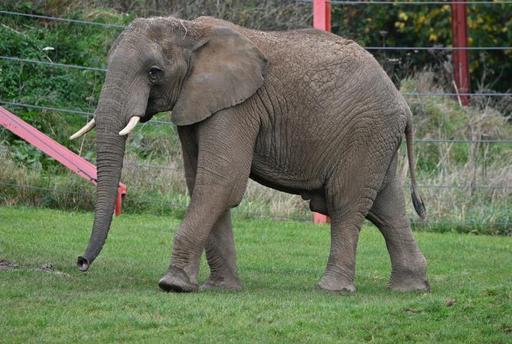 10 Insights Into The History And Future Of Elephants In North America