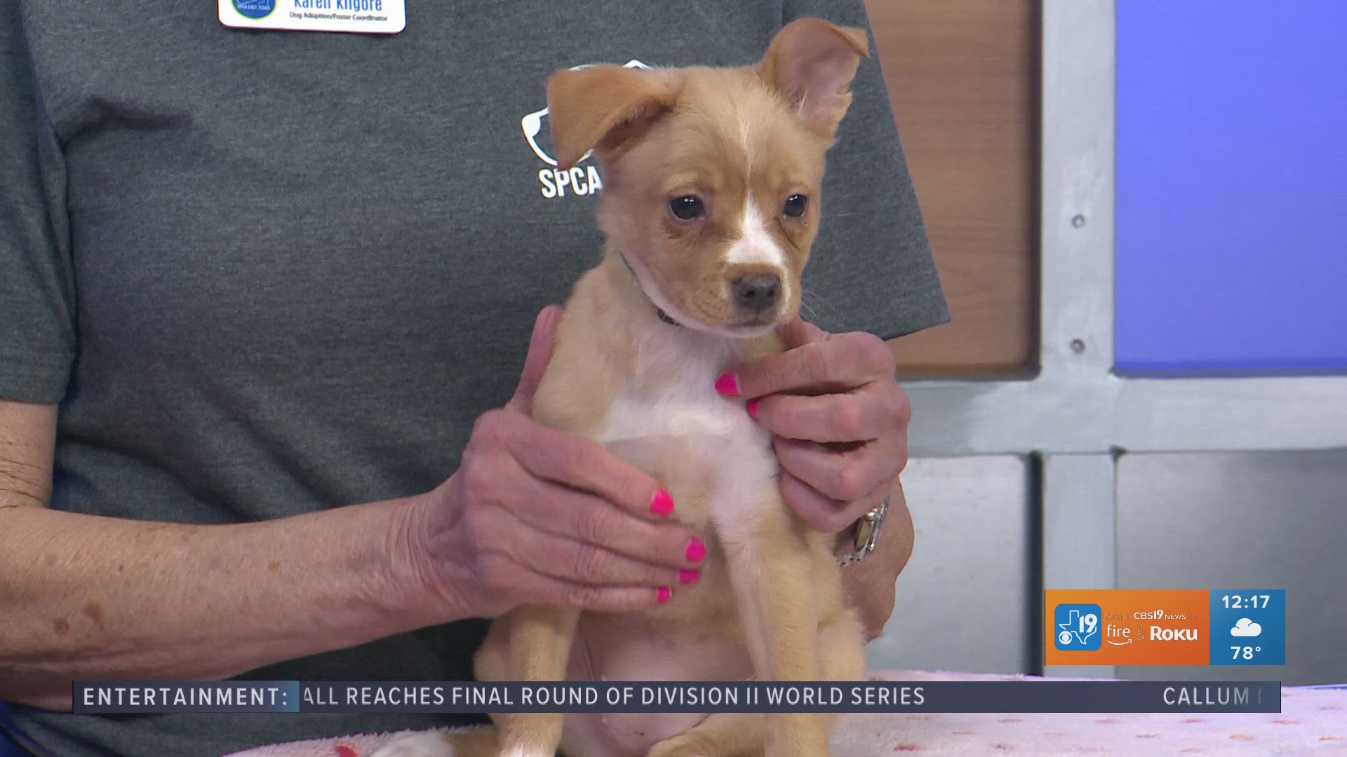 TUESDAY TAILS: Meet Lyric from the SPCA of East Texas