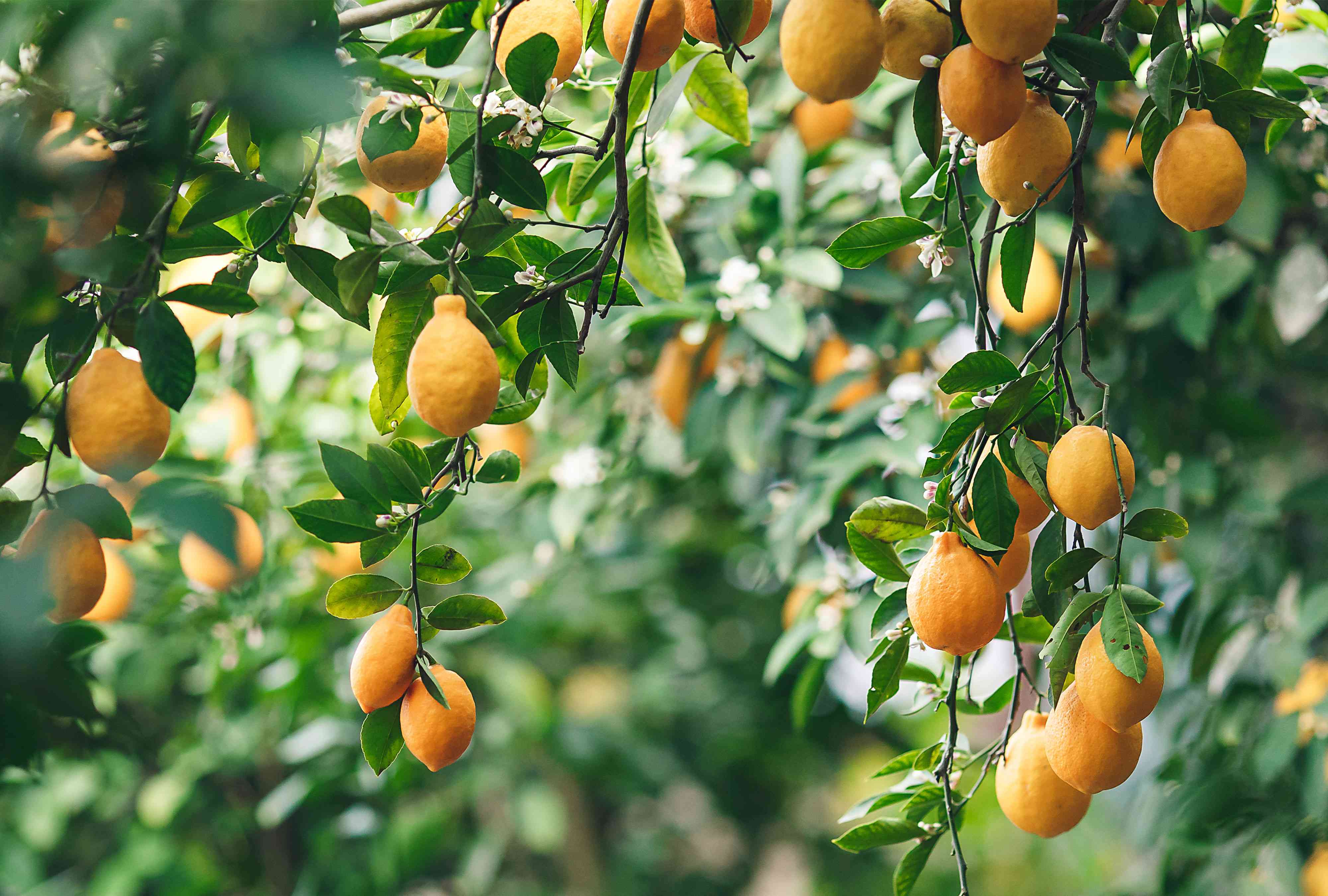 How to grow a Meyer lemon tree indoors or outside for abundant fresh citrus