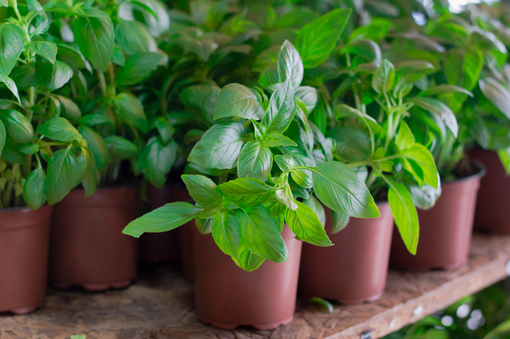 20 Patio Container Garden Ideas for Beginners
