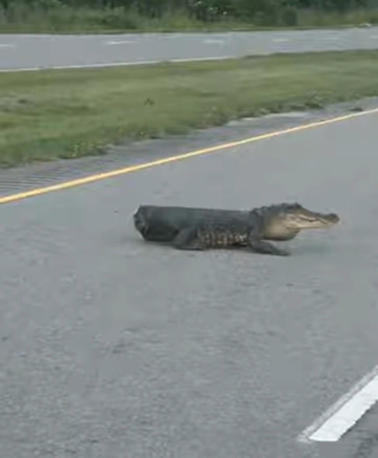 Alligator with no tail spotted waddling across Louisiana highway ...