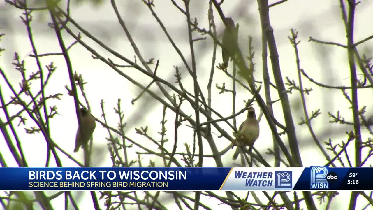 Bird migration underway as warmer temps return to Wisconsin