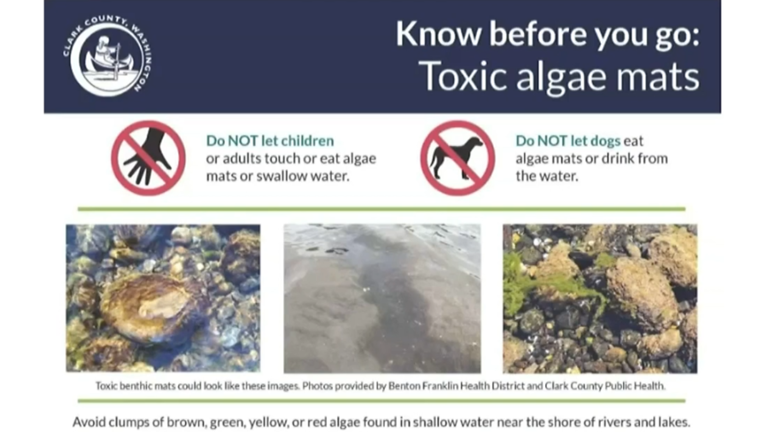 New toxic algae in the Columbia River linked to 2 dog deaths, Clark ...