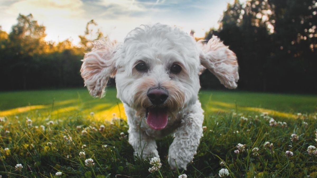 Happy Dog Postures According to Experts