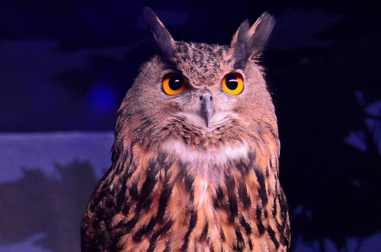 How does digestion affect molecular analysis of owl pellets?