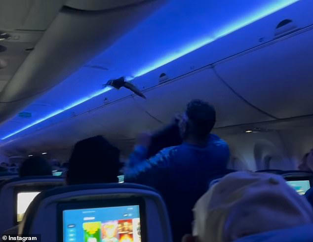 Chaos as two pigeons board Delta flight as passengers scramble to catch ...