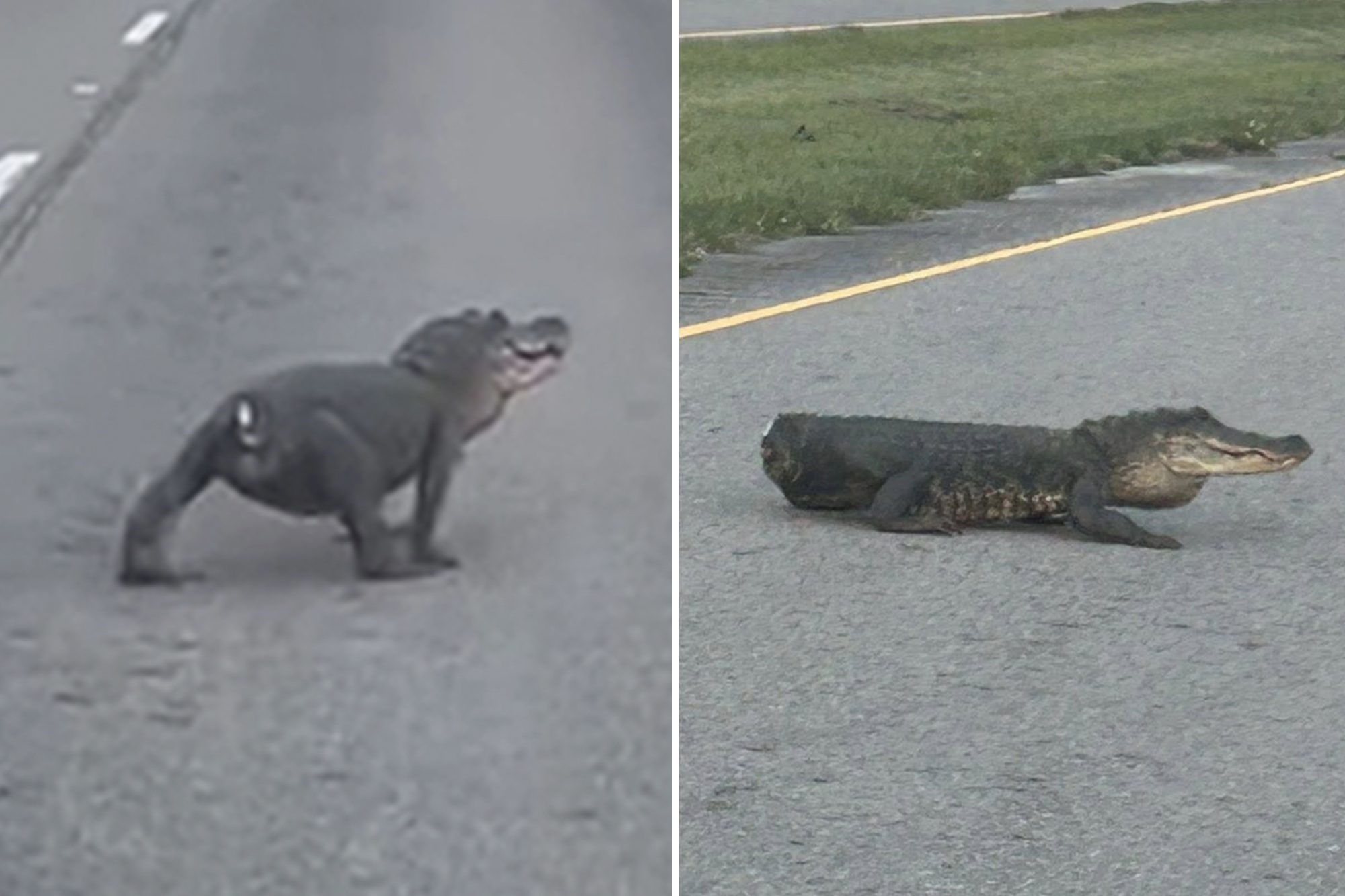 Alligator with no tail spotted waddling across Louisiana highway ...