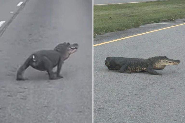 Alligator with no tail spotted waddling across Louisiana highway ...