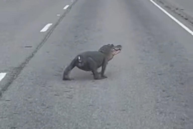 Alligator with no tail spotted waddling across Louisiana highway ...