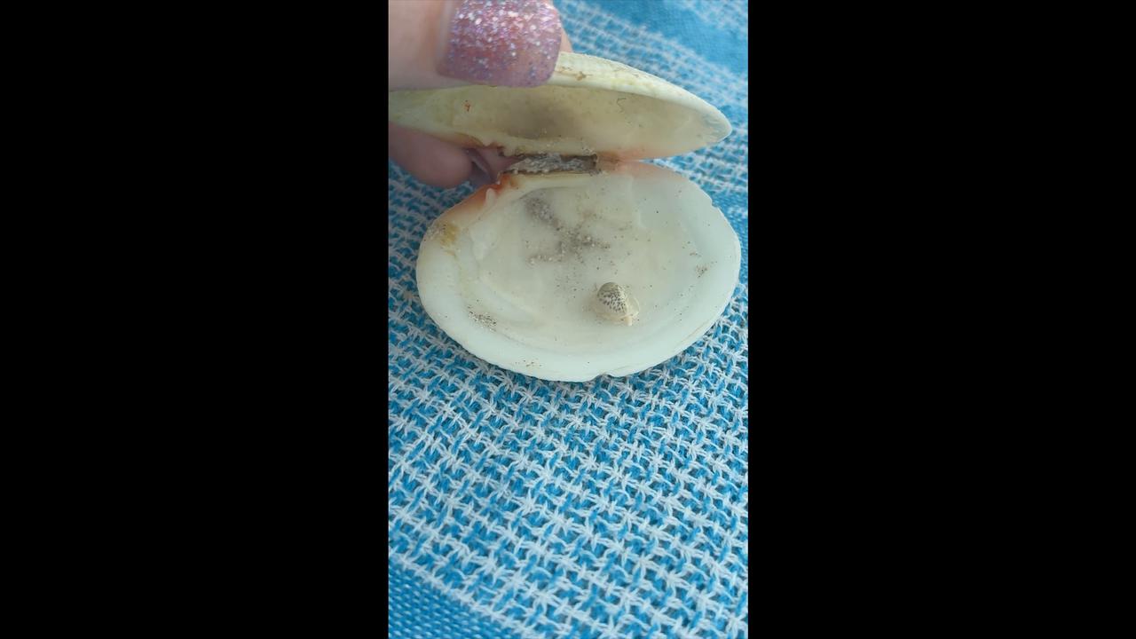 Little Sea Creature in a Shell