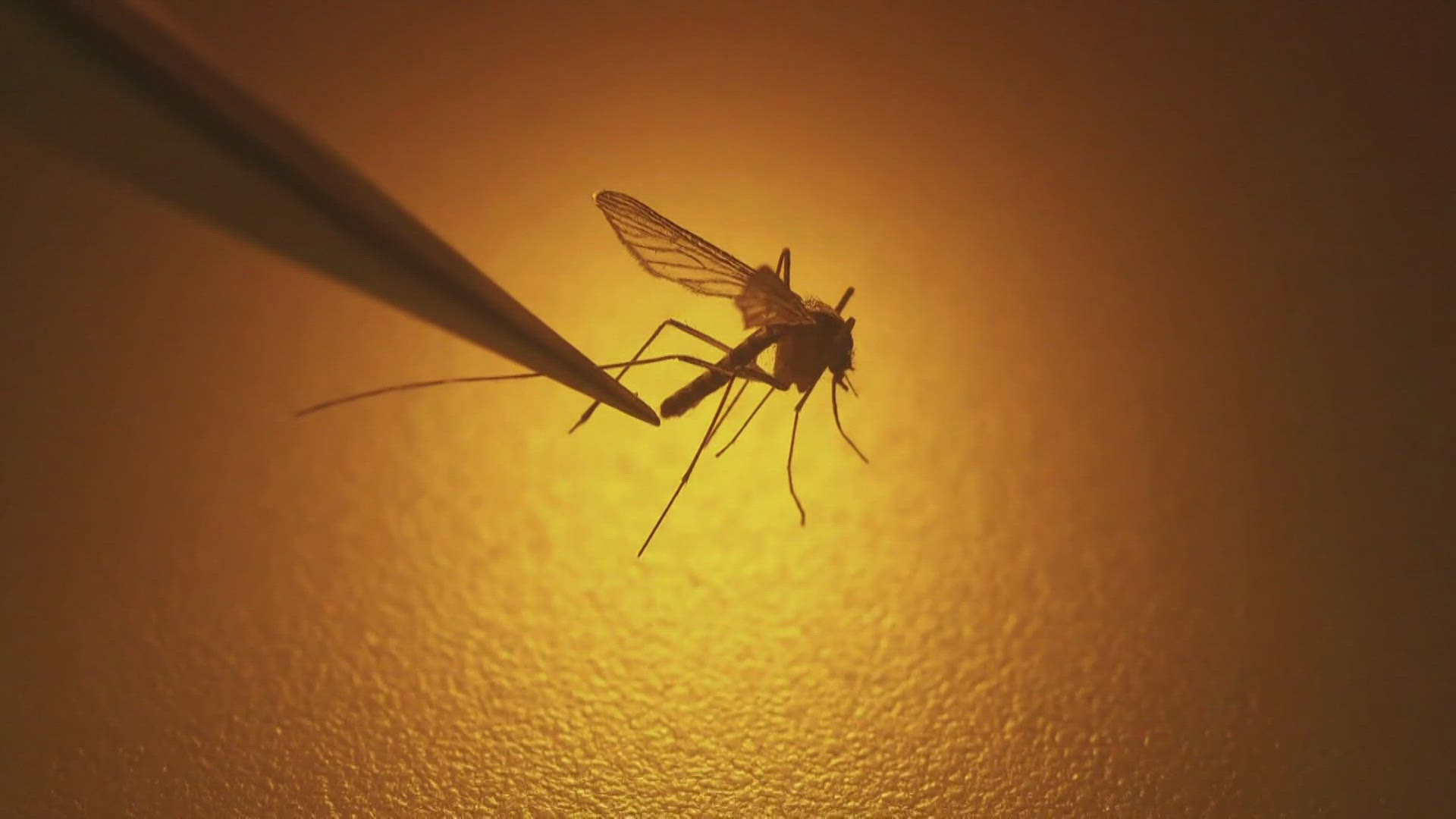 It's mosquito season: Tips to prevent those pesky insects from ruining ...