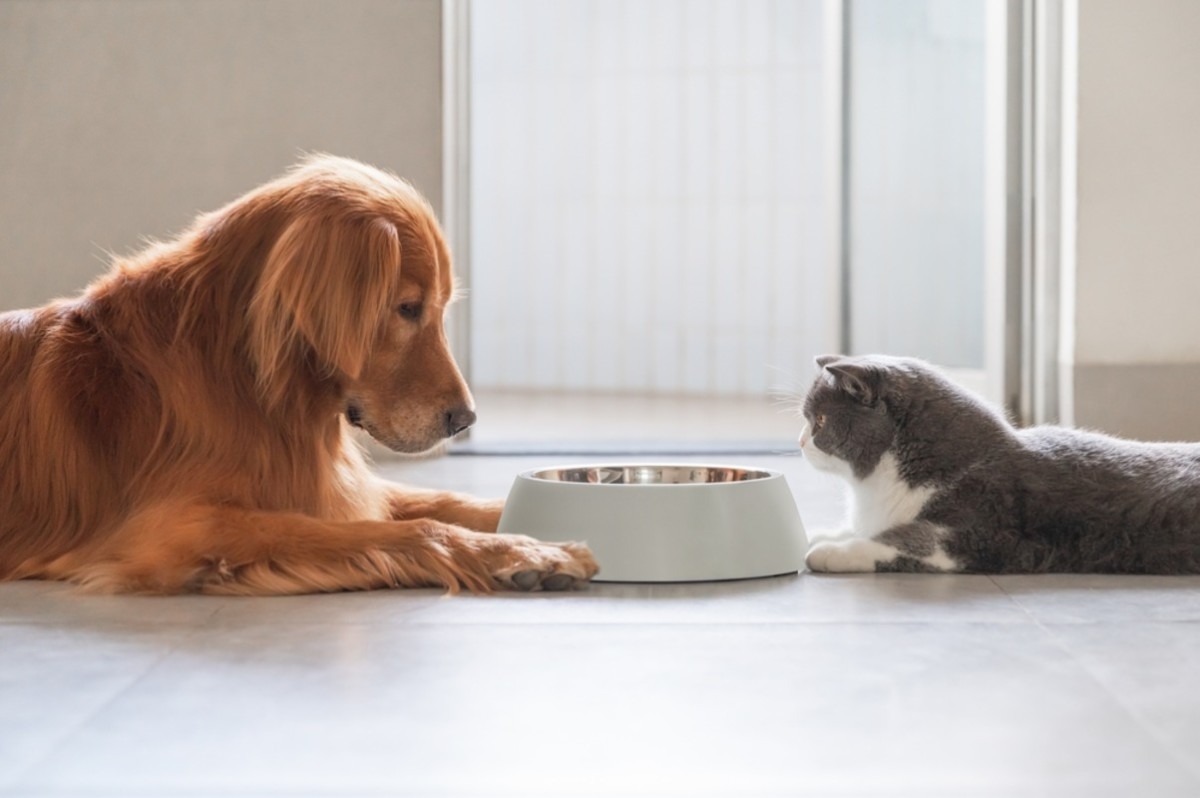 Why design-loving pet parents are choosing this West Elm feeding mat