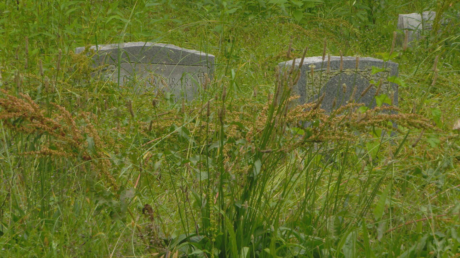 ‘We have been forgotten’: Memphian says Hollywood Cemetery looks the ...