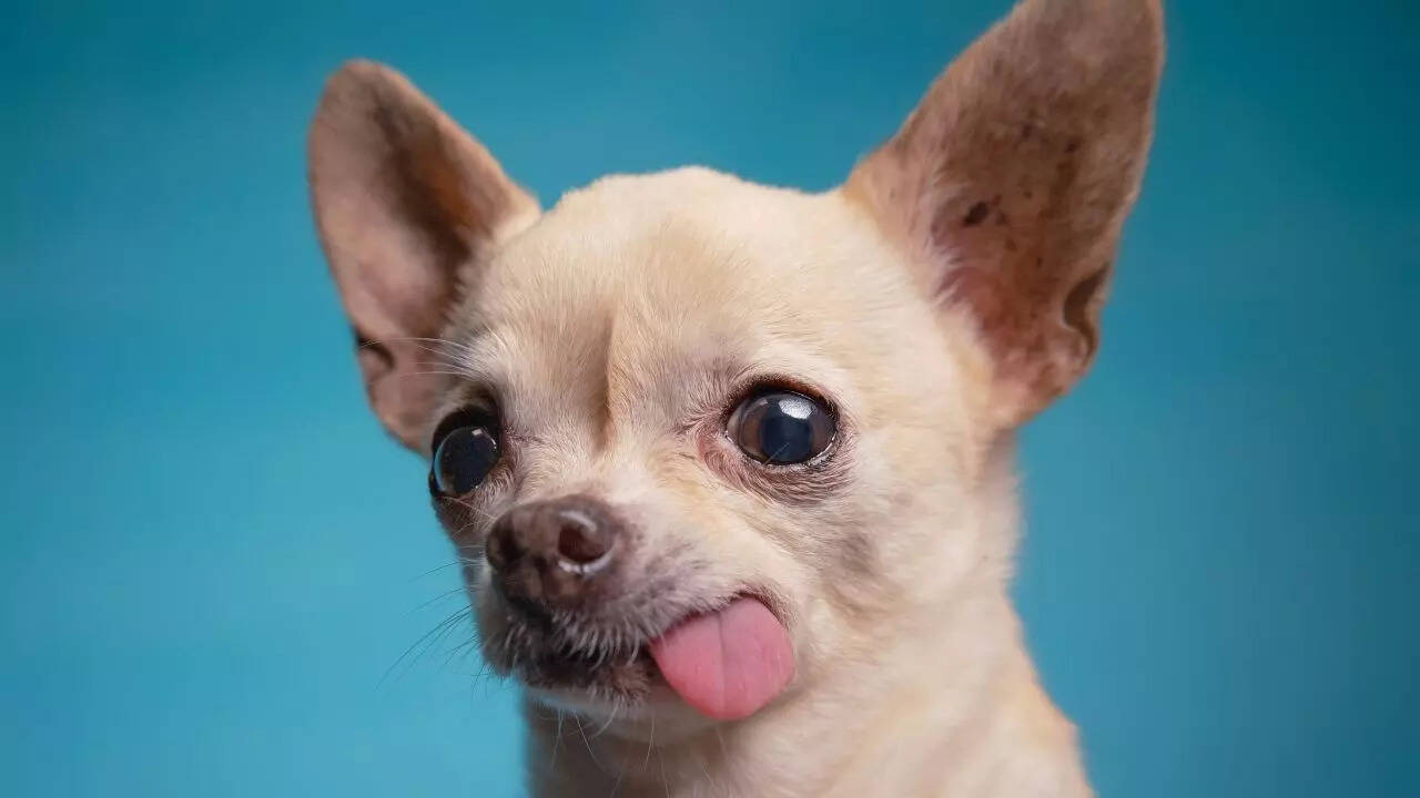 5 dog breeds that stay puppy size forever