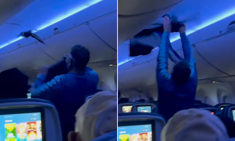 Chaos as two pigeons board Delta flight as passengers scramble to catch ...