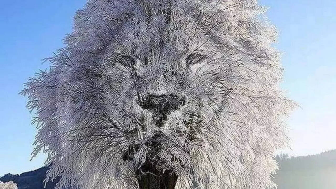 Optical illusion: What you see first can reveal if you are guarded or ...