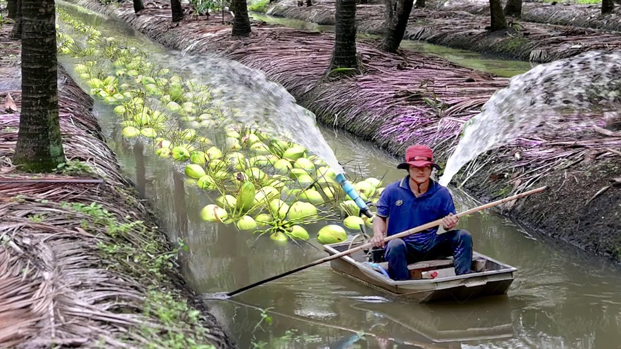 Innovative Thai method for transporting large quantities of fresh coconuts