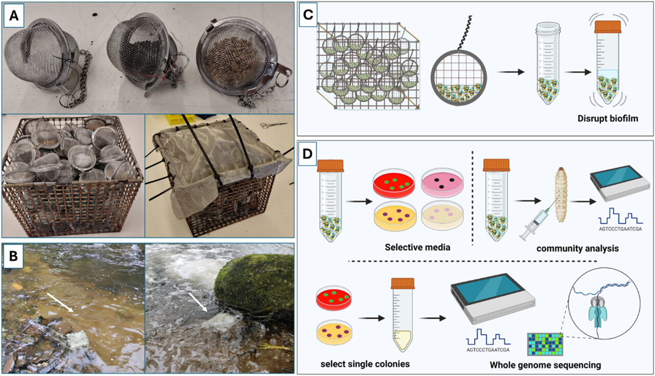 New method to monitor sewage pollution in rivers