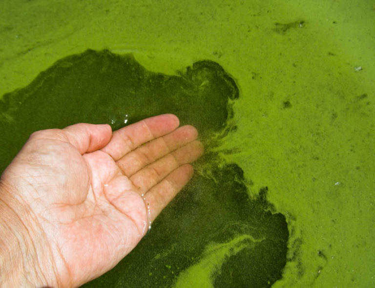 What is causing blue-green algae grow in Lake Shawnee?