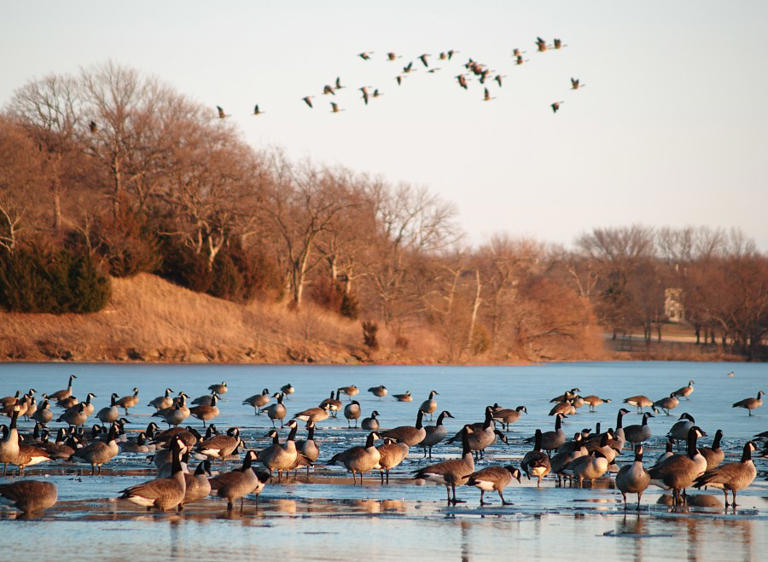 What is causing blue-green algae grow in Lake Shawnee?