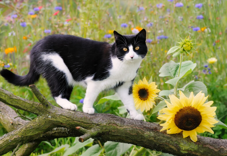 7 Facts About Cats That Will Make You Love Them Even More