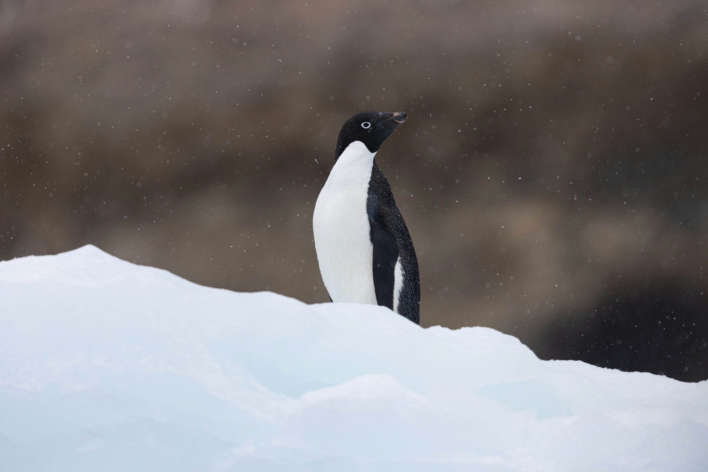 Penguin Poop Helps Drive Cloud Formation Over Antarctica, According to ...