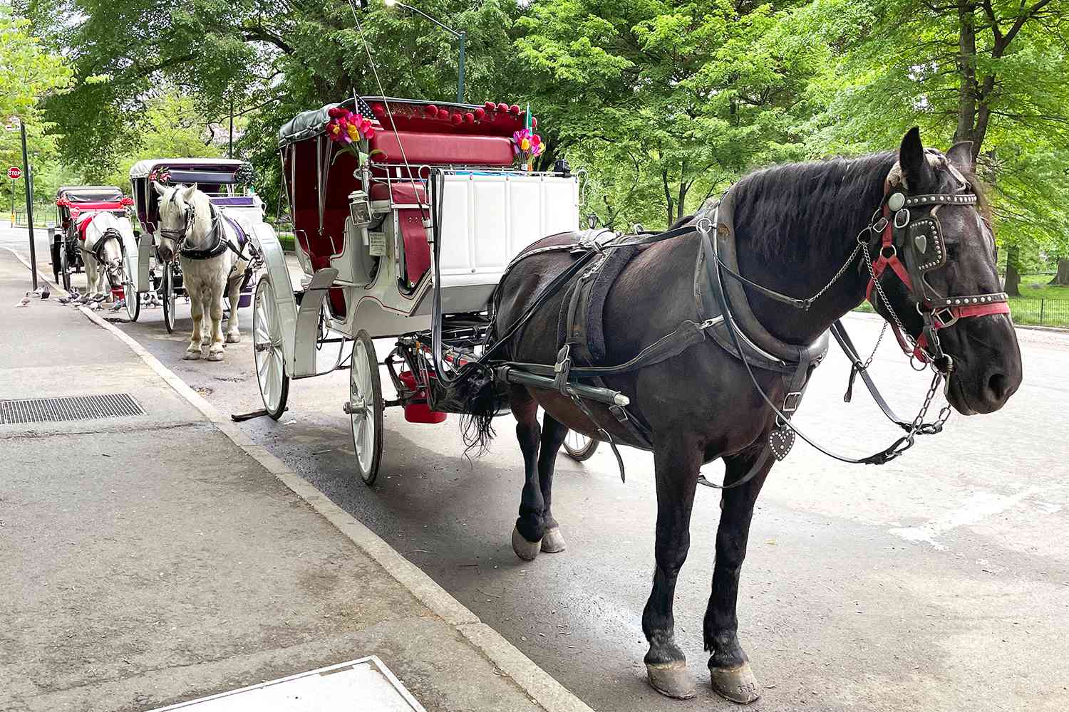 N.Y.C. Horse-Drawn Carriage Crash Sparks Renewed Calls for Ban as 2 ...