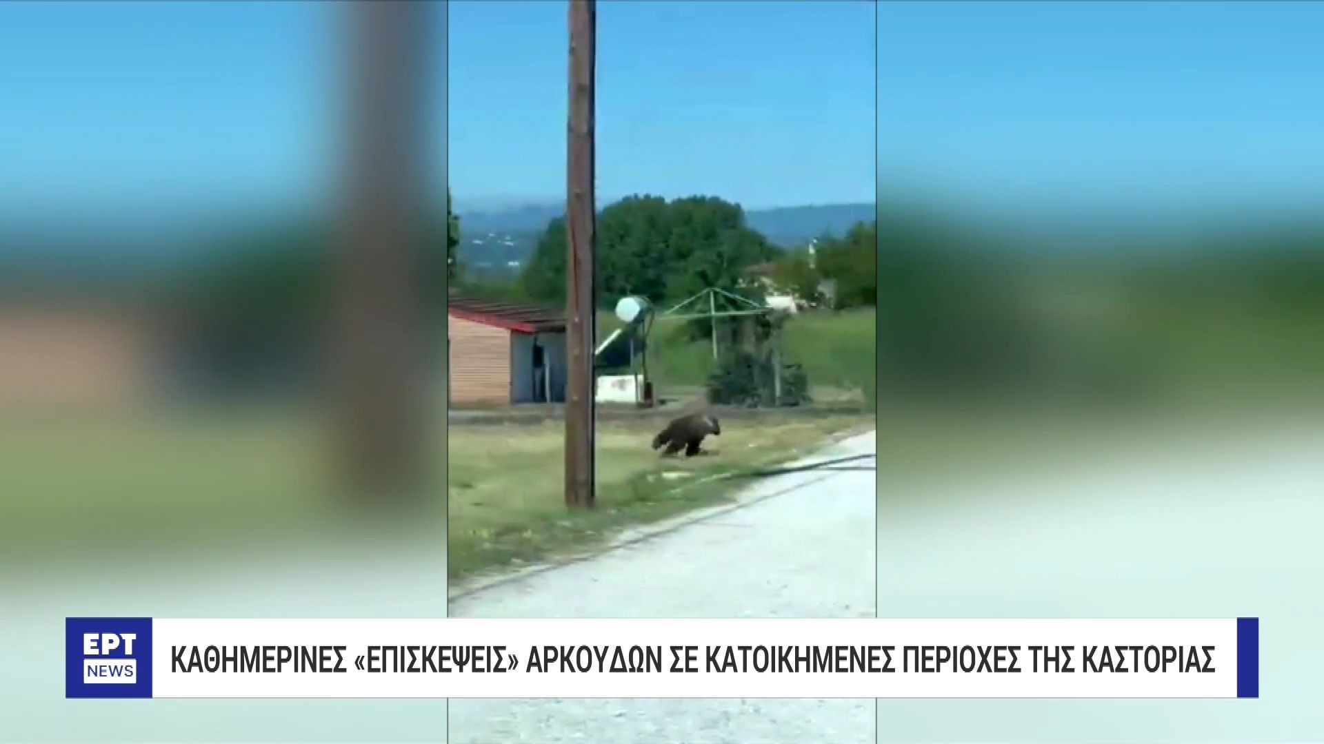 Εμφάνιση αρκούδας σε απόσταση αναπνοής από το 3ο Δημοτικό Άργους Ορεστικού