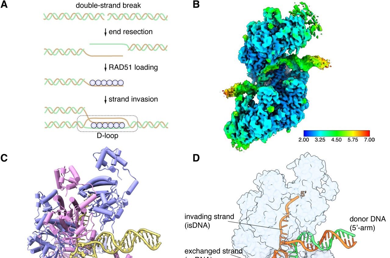 Study reveals intricate molecular detail of human DNA repair process