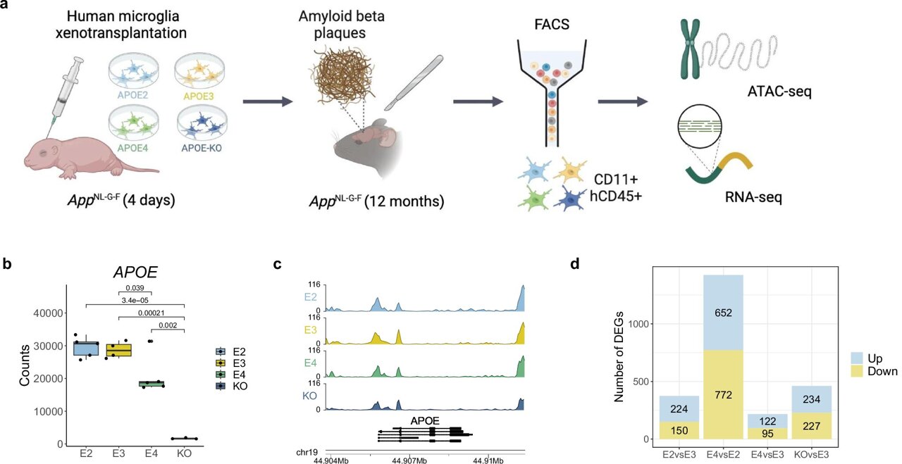 Different versions of APOE protein have varying effects on microglia in ...