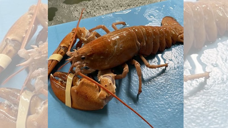 Rare ‘golden lobster’ spared from dinner plate at Charlestown restaurant