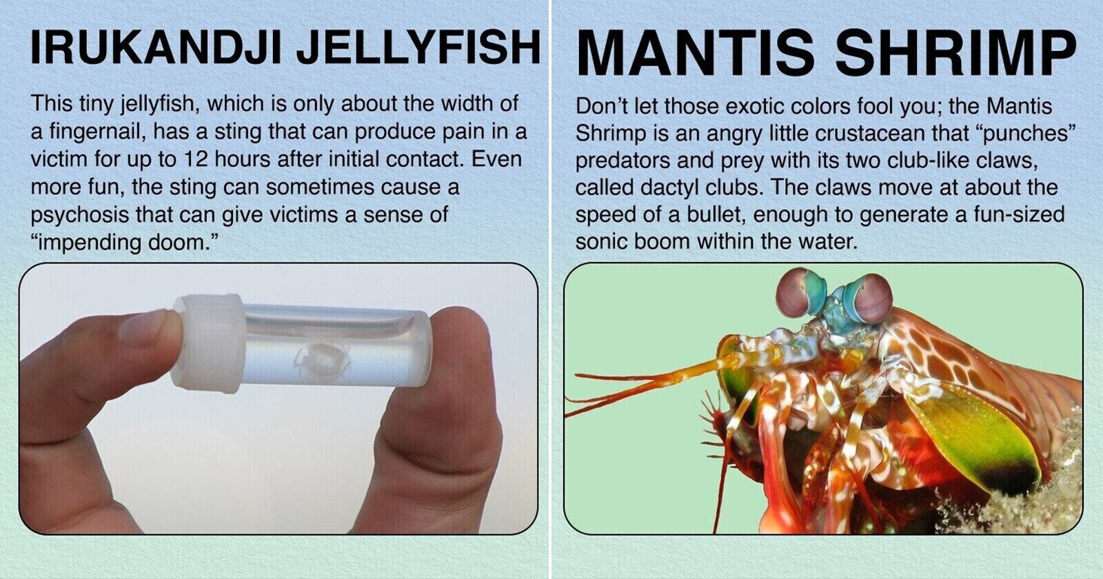 12 Fun-Sized Animals That Could Easily Kill You