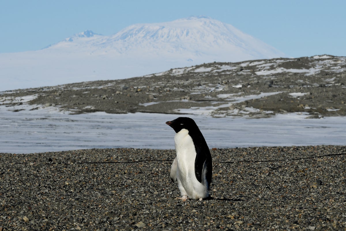 Penguin poop is creating more clouds. Here’s how