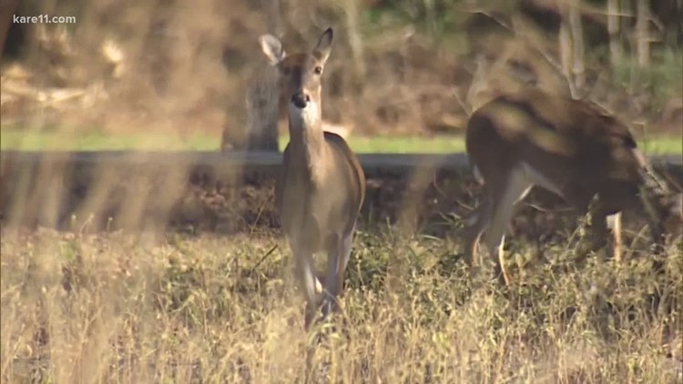 What to do if you hit a deer, and how to avoid a collision altogether