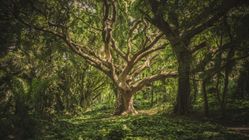 Waspada! 5 Jenis Pohon Ini Bisa Merusak Fondasi Rumah