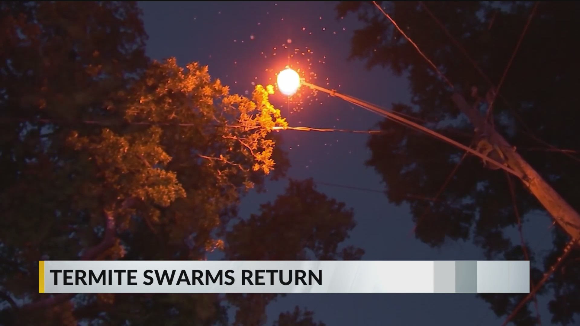 Termite season is among us, Gulf Coast — here's how to get rid of them