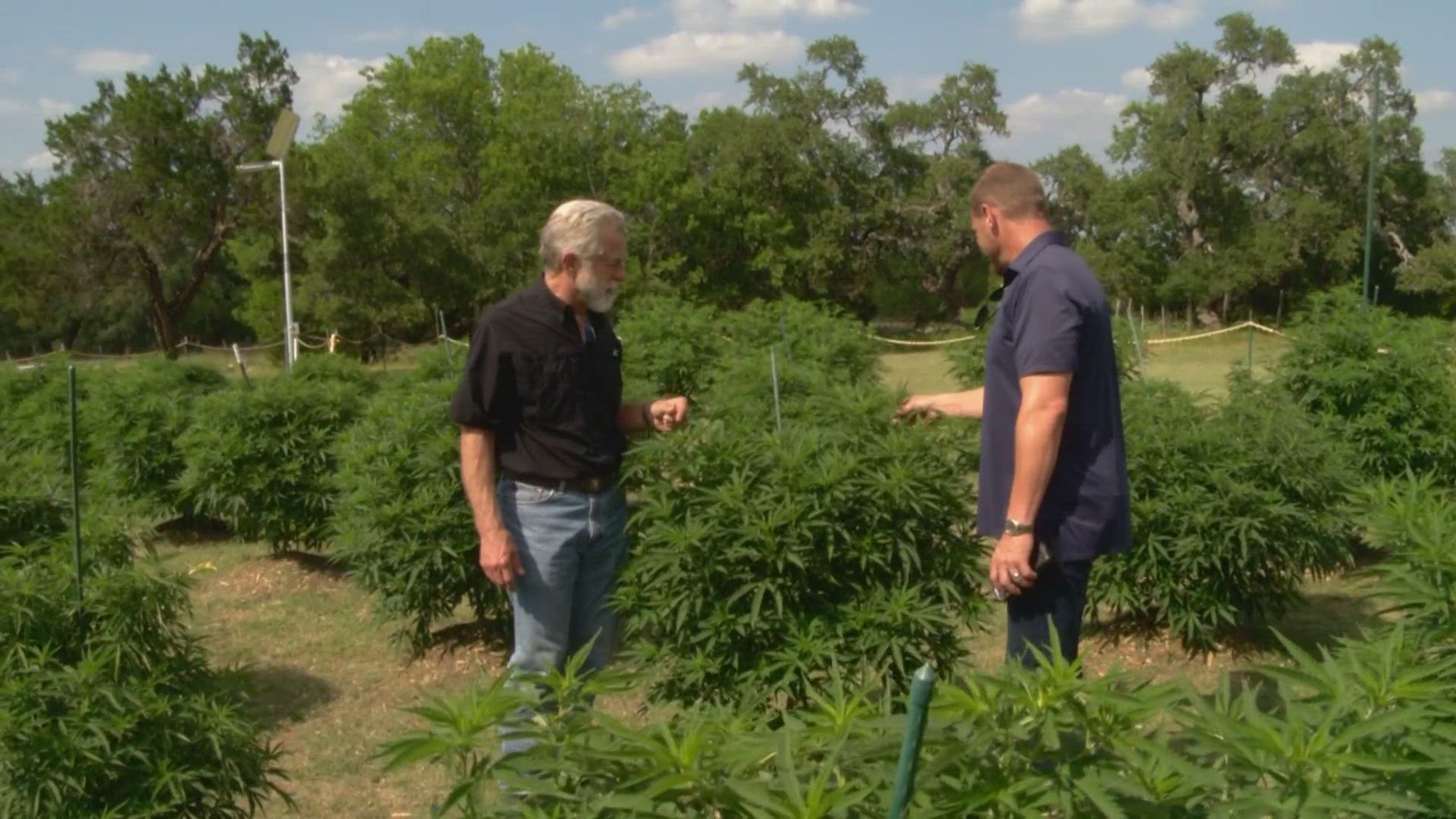 Farmers urge warn Texas' booming hemp industry could be in jeopardy ...