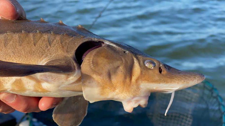 Lake Sturgeon Fishing: How to Catch the Biggest Freshwater Fish in the ...