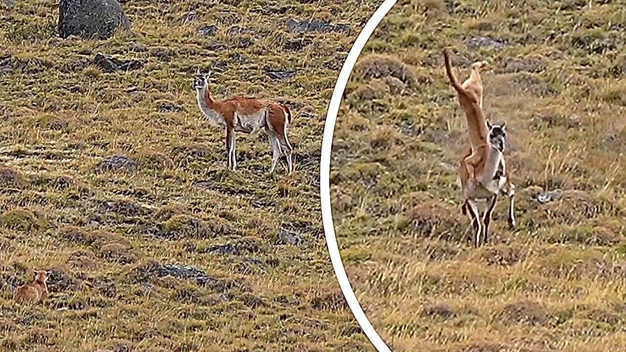 Abgeschüttelt: Guanako schleudert Puma durch die Luft