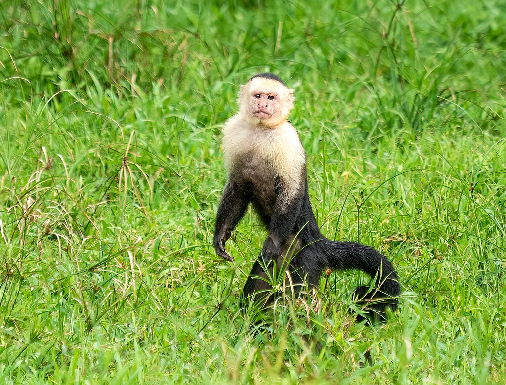 Capuchin Monkeys Abducting Howler Infants in a Bizarre New Behavior