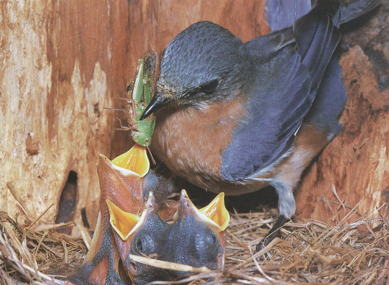 UT Arboretum Society to present Zoom program on "“Cool Fathers in the ...